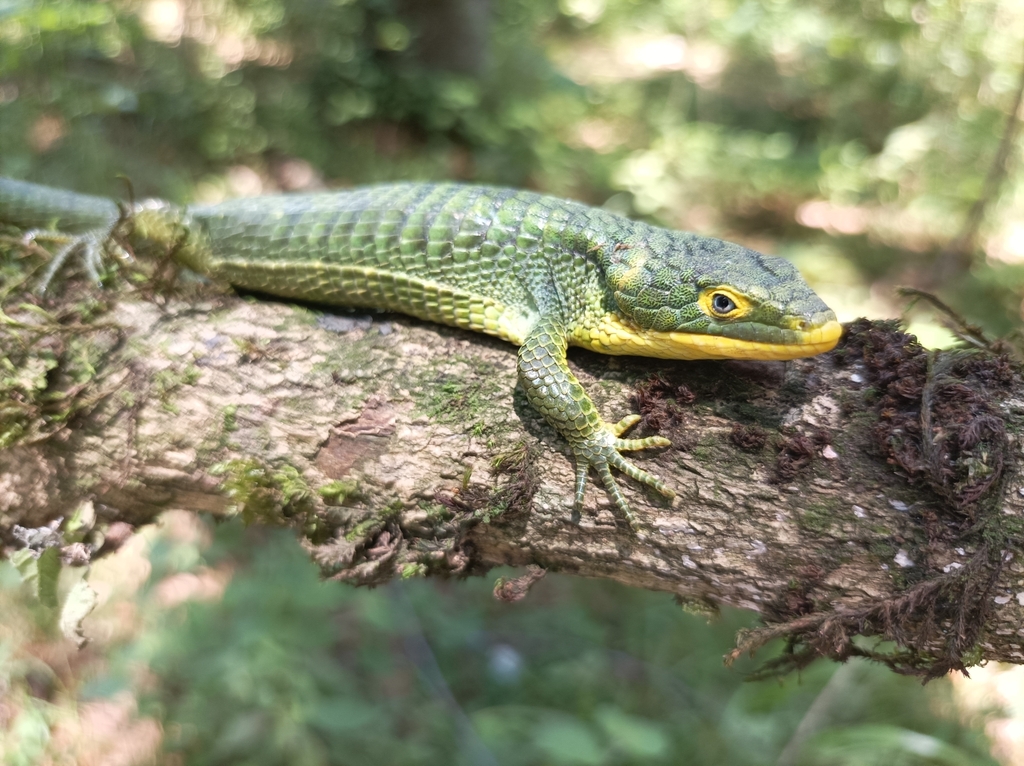 Terrestrial Arboreal Alligator Lizard in August 2023 by Wouter Beukema ...