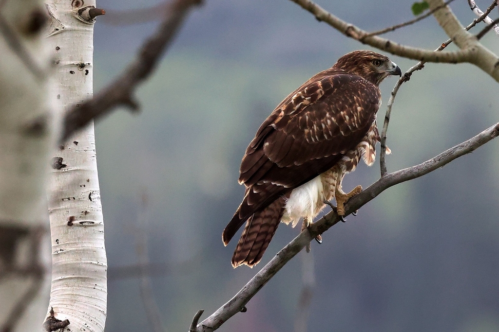 Red-tailed Hawk from Wanship, UT 84017, USA on August 7, 2023 at 07:27 ...