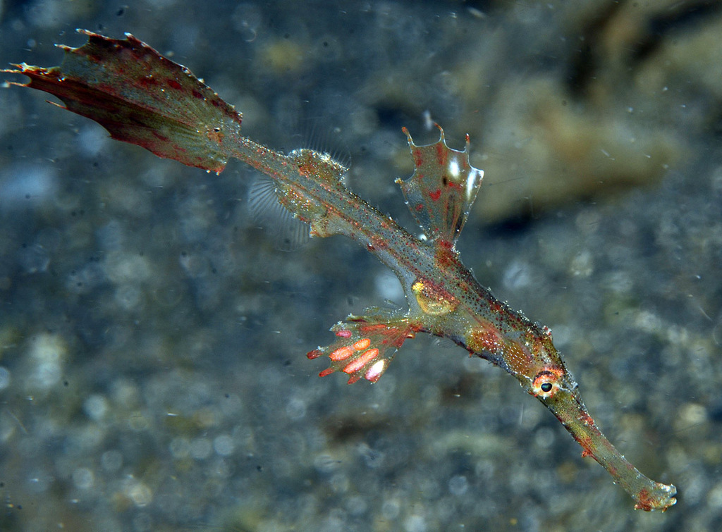(Solenostomus armatus) - Marine Life Identification