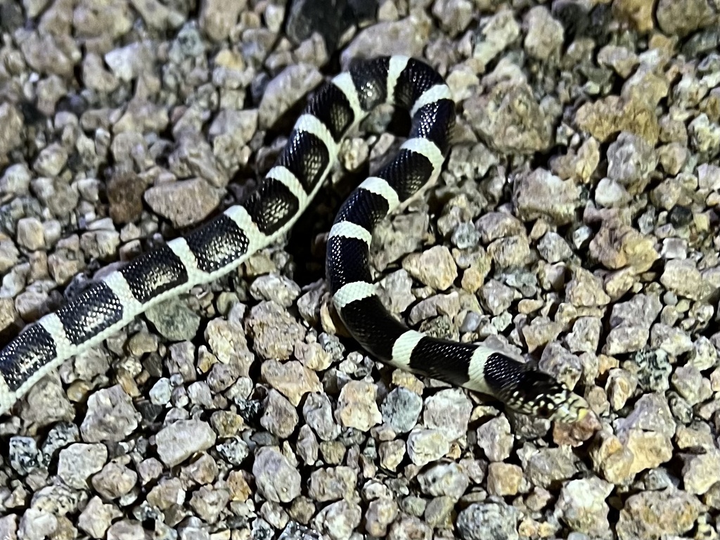 Long-nosed Snake in August 2023 by paulswitzer · iNaturalist