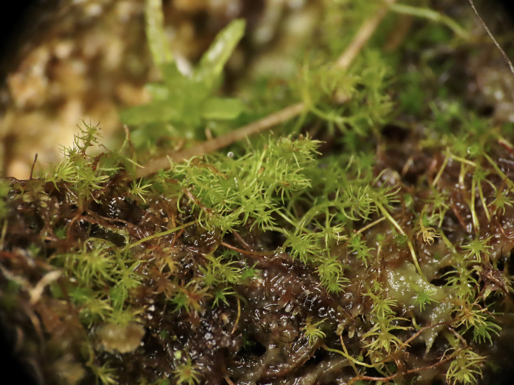 Takakia lepidozioides in August 2023 by rolandwirth · iNaturalist