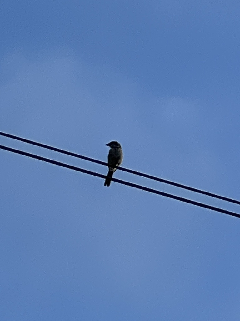 Loggerhead Shrike from Mayer Rd, Hempstead, TX, US on August 10, 2023 ...