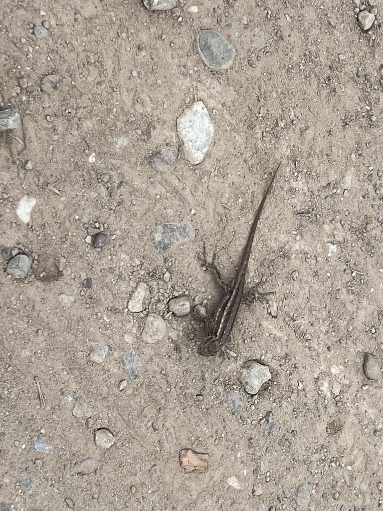 Spiny Lizards from Rio Grande Nature Center State Park, Albuquerque, NM ...