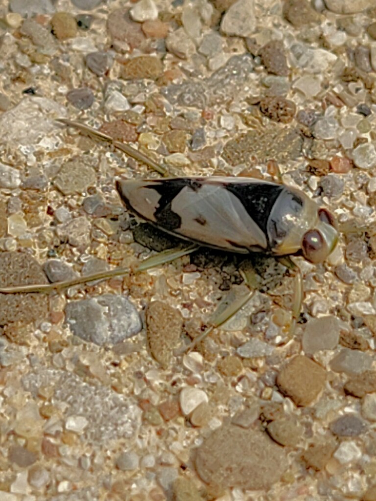 Grousewinged Backswimmer from Stoney Creek, Hamilton, ON, Canada on ...