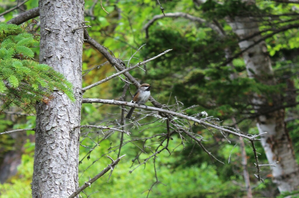 Boreal Chickadee from Britannia, Random Island, Newfoundland on July 5 ...