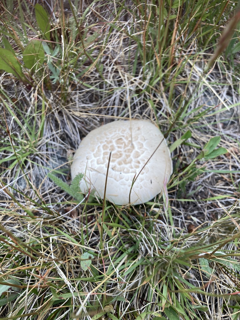 Agaricus porphyrocephalus pallidus from Boulder County, US-CO, US on August 12, 2023 at 01:10 PM ...