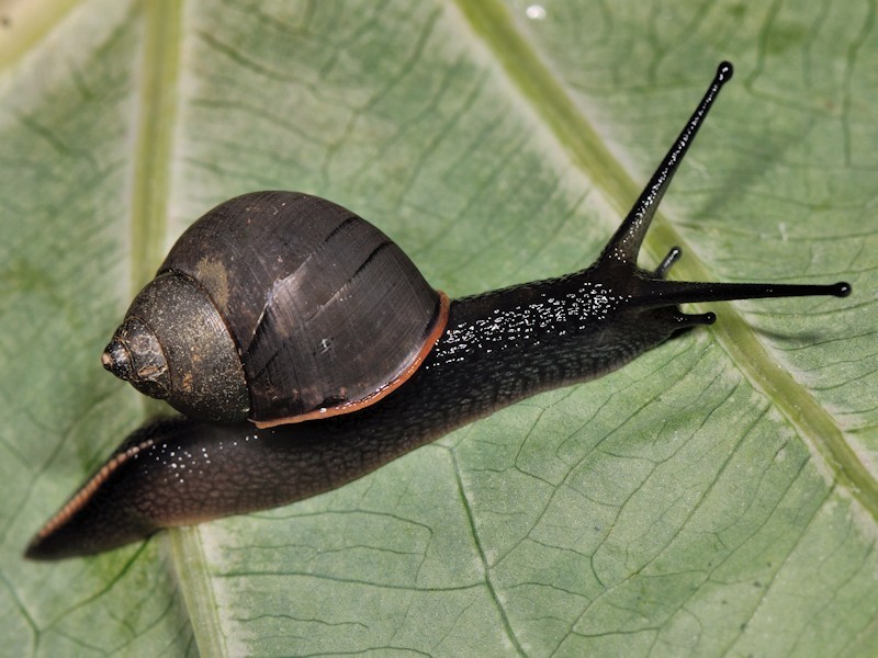 Pachnodus niger (Animals of Sainte Anne National Marine Park ...