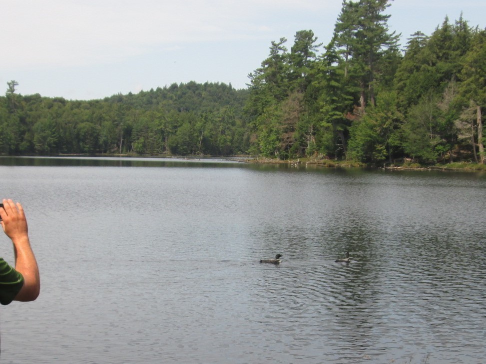 Colimbo Común desde Saint Regis Pond, Santa Clara, NY, USA el 16 de ...