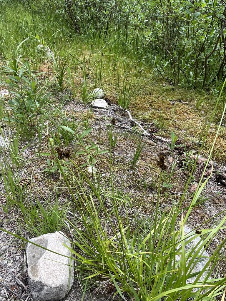 Bulrush Sedge from Grand Mesa Uncompahgre and Gunnison National Forests ...