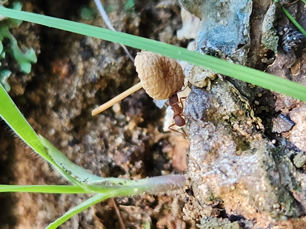 Northern Fungus-farming Ant from Quiver Township, IL, USA on August 12 ...