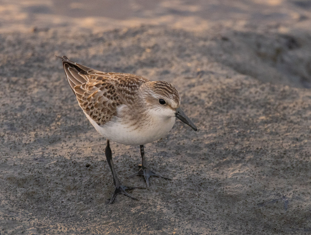 Semipalmated Sandpiper from Mountain View, CA, USA on August 11, 2023 ...