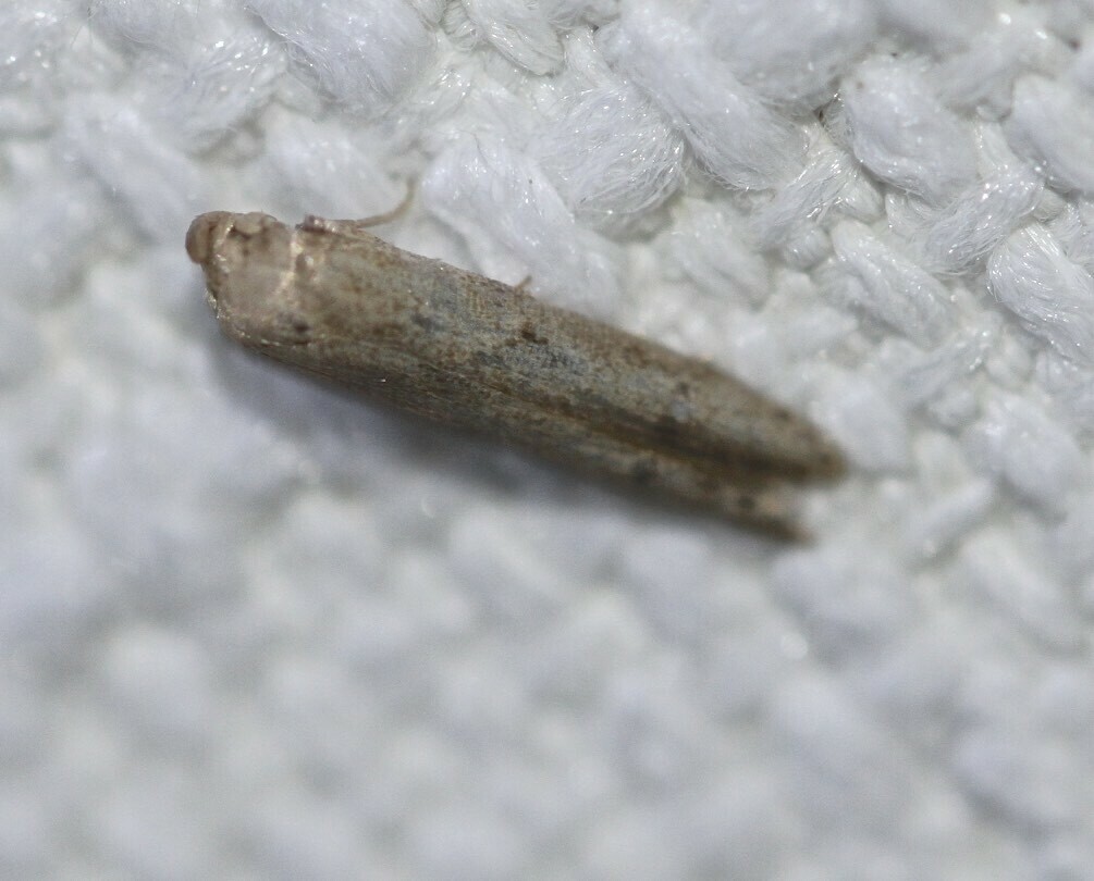 Blastobasis tarda from Mount Mellum QLD 4550, Australia on August 13 ...