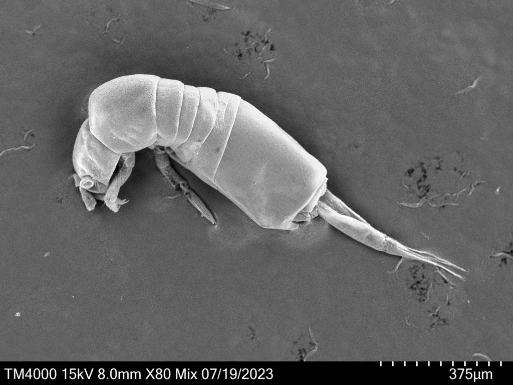 Elongate Springtails from Balook VIC 3971, Australia on June 18, 2023 ...