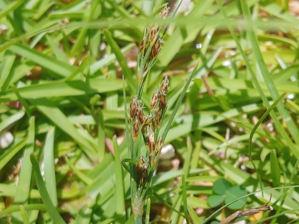 Common Fringe-rush from urb. monte primavera carr 787 cidra, puerto ...