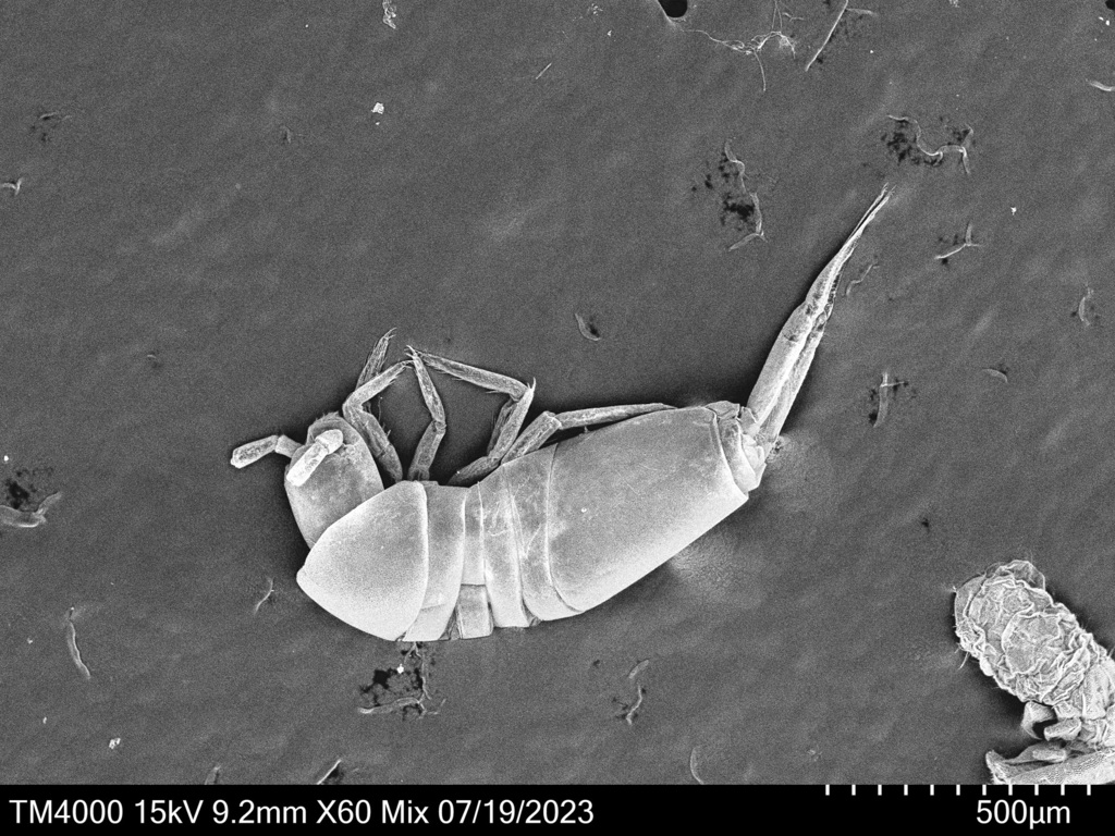 Elongate Springtails from Balook VIC 3971, Australia on June 18, 2023 ...