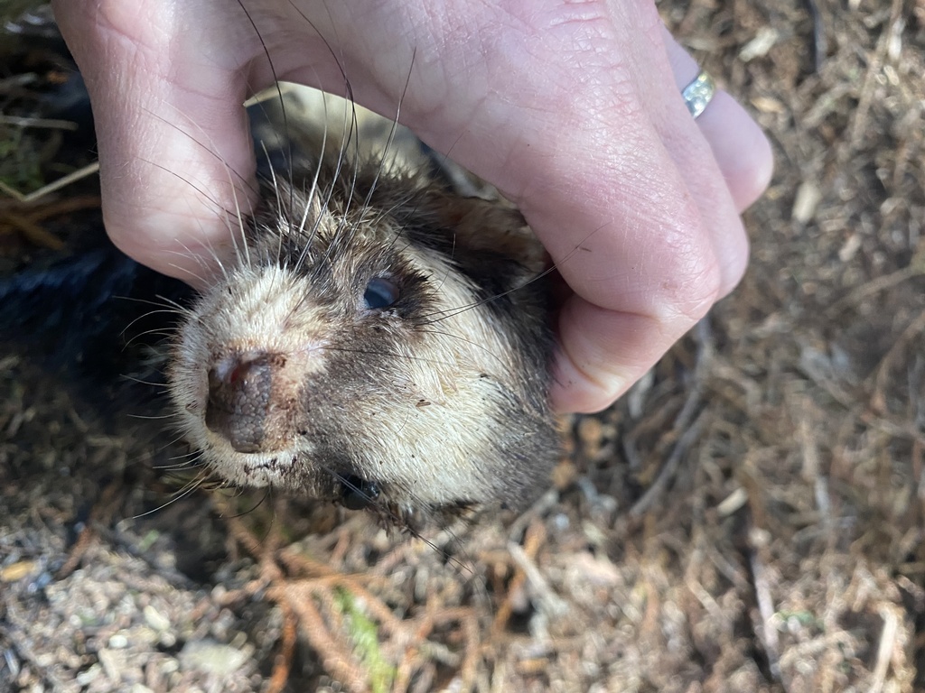 Domestic Ferret from North Island, Ngāruawāhia, Waikato, NZ on August ...