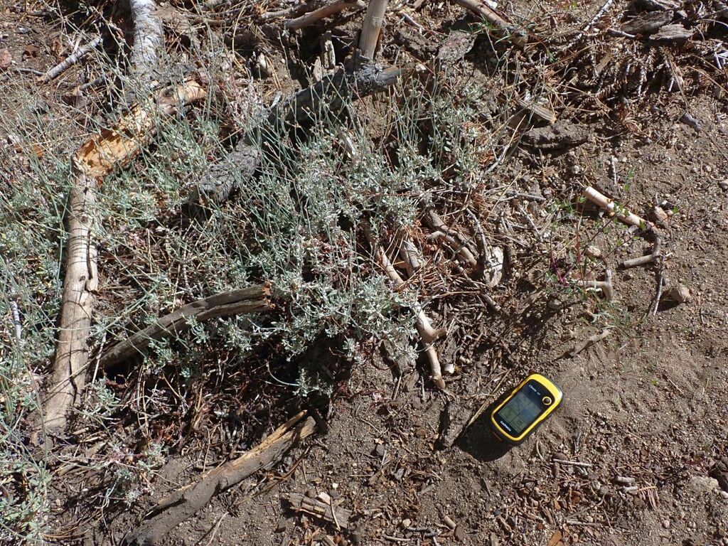 ringed-stem bastard-sage from Riverside County, CA, USA on August 11 ...