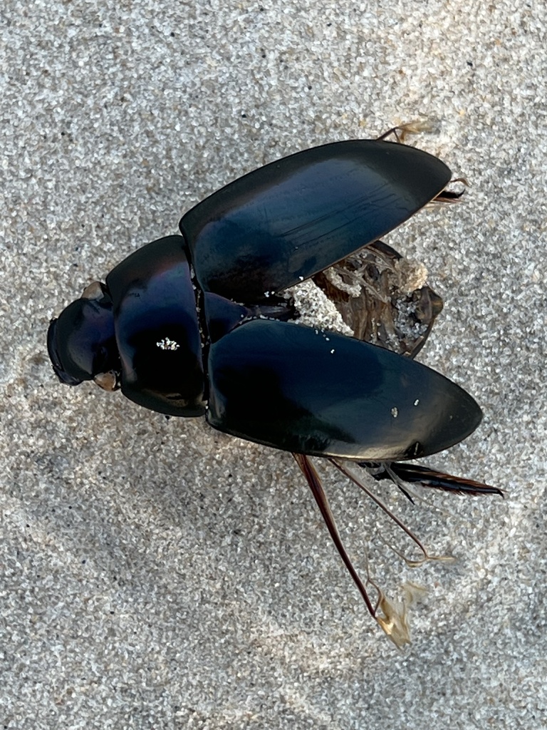 Giant Water Scavenger Beetles from Parque Nacional dos Lençóis ...