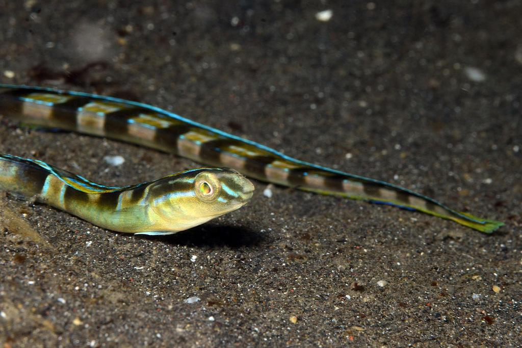 Snake Blenny (Xiphasia setifer) - Marine Life Identification