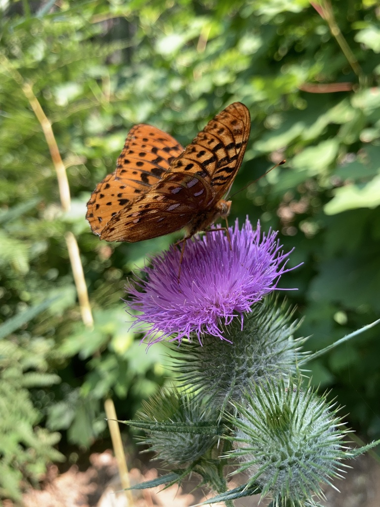 Leto Fritillary from Rogue River-Siskiyou National Forest, Merlin, OR ...