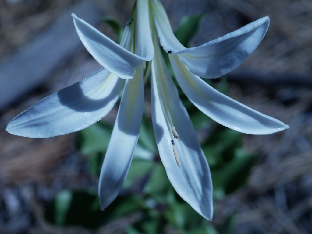 Typical Washington Lily from Tehama County, CA, USA on July 8, 2023 at ...