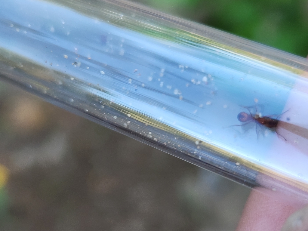 Northern Fungus-farming Ant in August 2023 by amatty76 · iNaturalist