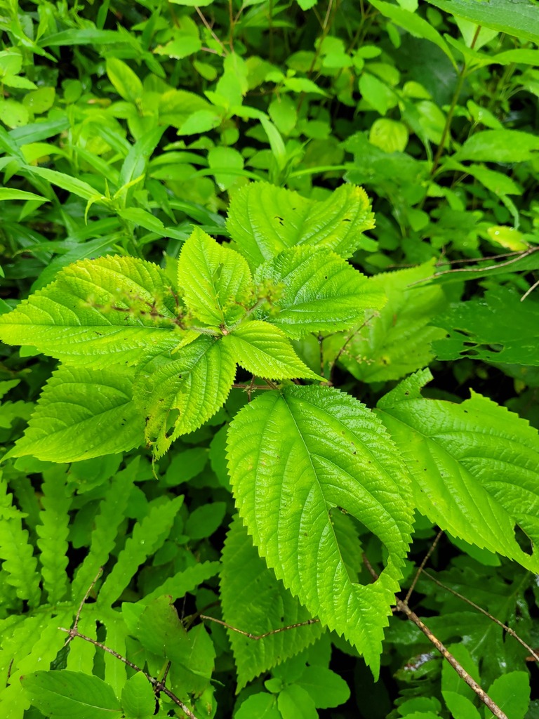 wood nettle from Watson Crown Land on August 12, 2023 at 11:47 AM by ...