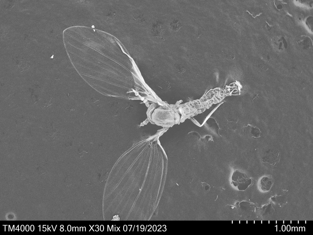Moth Flies from Balook VIC 3971, Australia on June 18, 2023 at 09:20 AM ...
