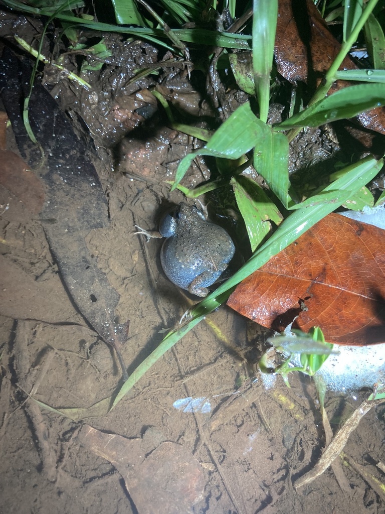 Túngara Frog from Ngöbe-Buglé, PA on August 10, 2023 at 08:29 PM by ...