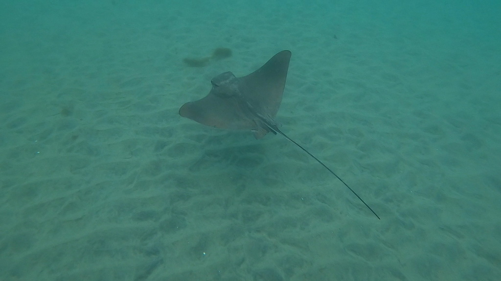 Bat Ray from North Pacific Ocean, CA, US on August 12, 2023 at 07:20 AM ...