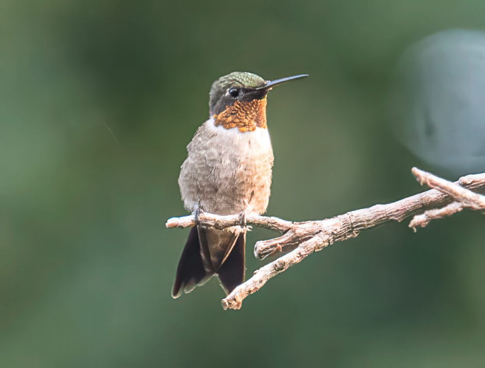 Ruby-throated Hummingbird from Lenore Road, Meadowbrook, PA on August ...