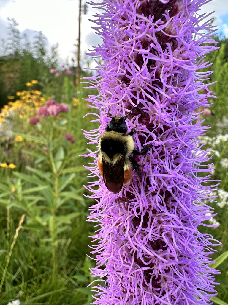 Tricolored Bumble Bee from Loon Lake Rd, Aurora, MN, US on August 12 ...