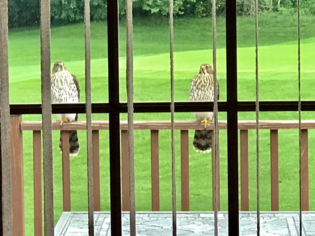 Cooper's Hawk from Amberwood Dr, Goshen, IN, US on August 17, 2018 at ...