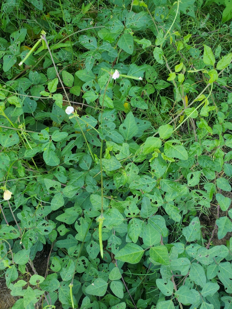 trailing fuzzy-bean from West Arlington, Arlington, TX, USA on August 5 ...