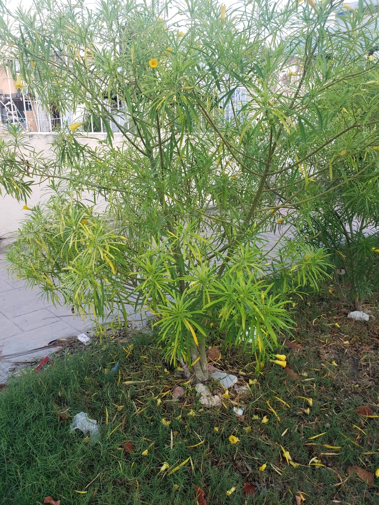 Be-still tree from Cancún on August 11, 2023 at 06:40 AM by calann ...