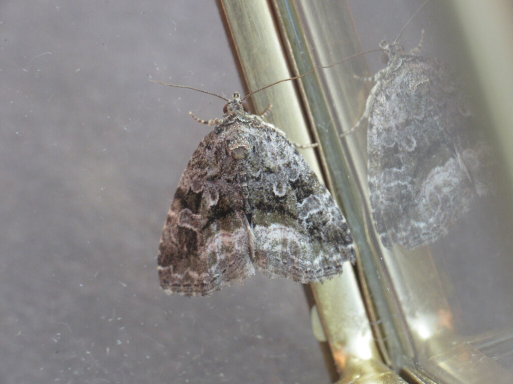 Large Mossy Glyph from Bellbrook, Greene County, OH, USA on August 11 ...
