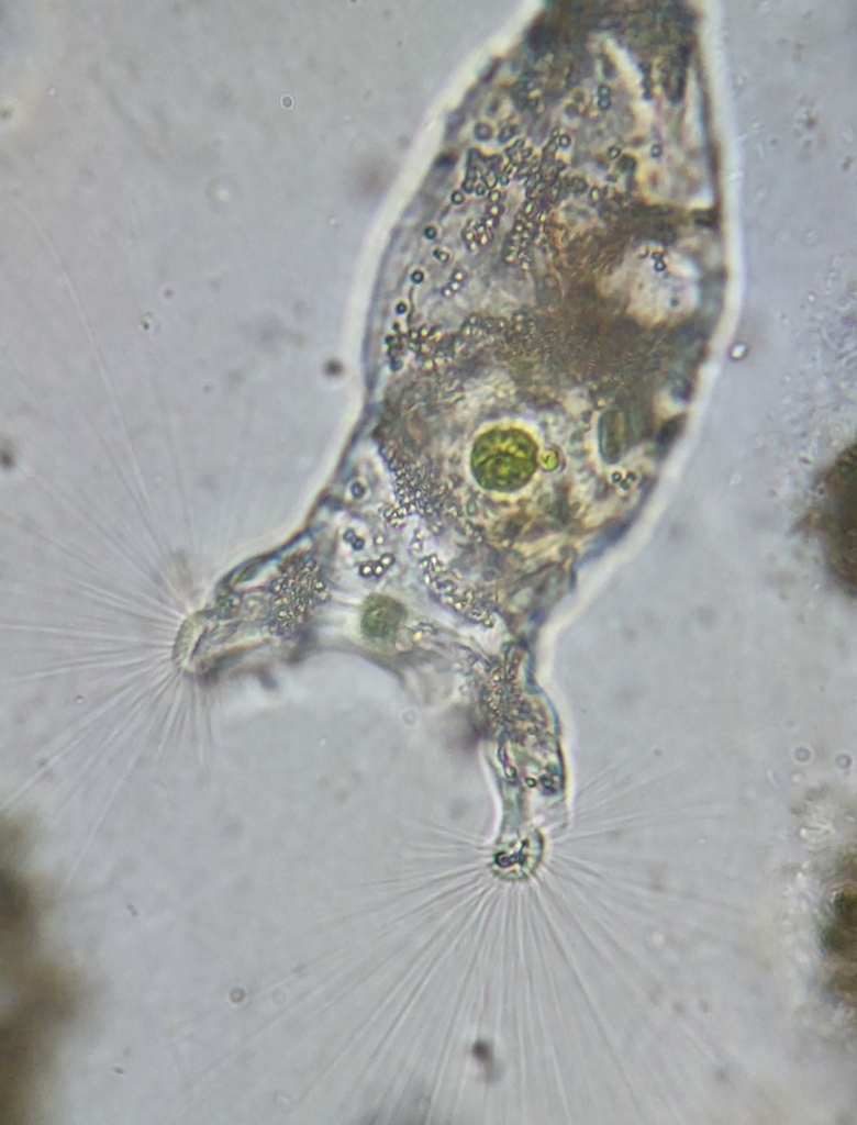 Collotheca ornata from New York, NY 10024, USA on August 4, 2023 at 04: ...