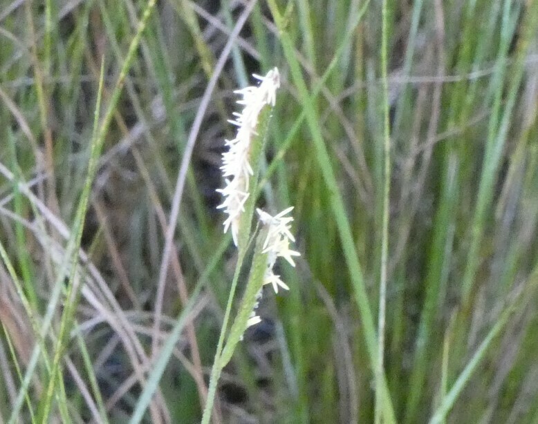 Marsh Hay Cordgrass from Florida, Pinellas, Tarpon Springs, North ...