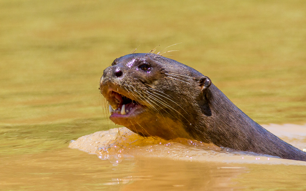 Giant Otter in October 2019 by daniesser. Ariranha · iNaturalist