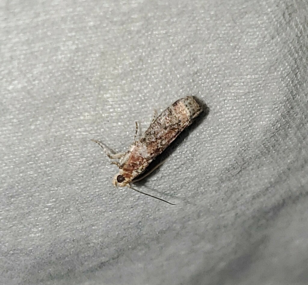 Hackberry Leafroller Moth from Fairmount-Southside Historic District ...