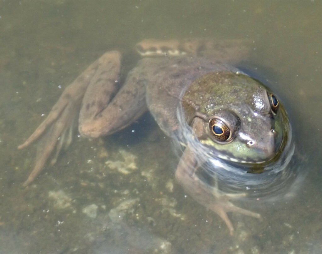American Water Frogs from Bald Rock Mountain, Lincolnville, ME 04849 on ...