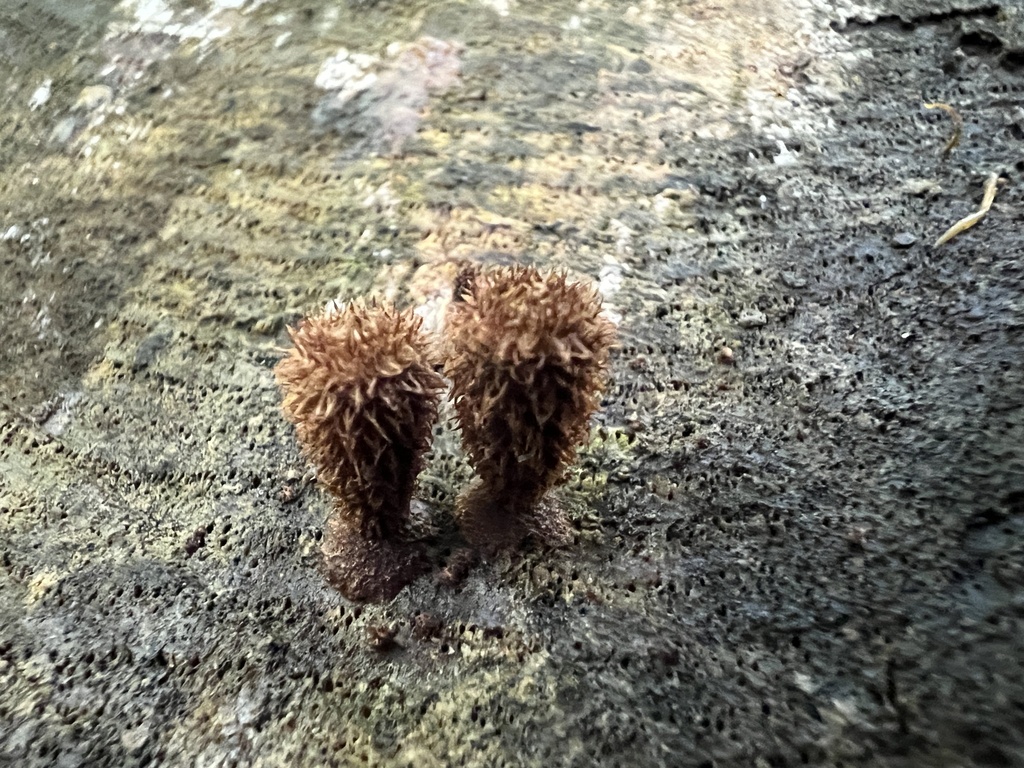 Cyathus from Albert Johnson Rd, Nashville, IN, US on August 12, 2023 at ...