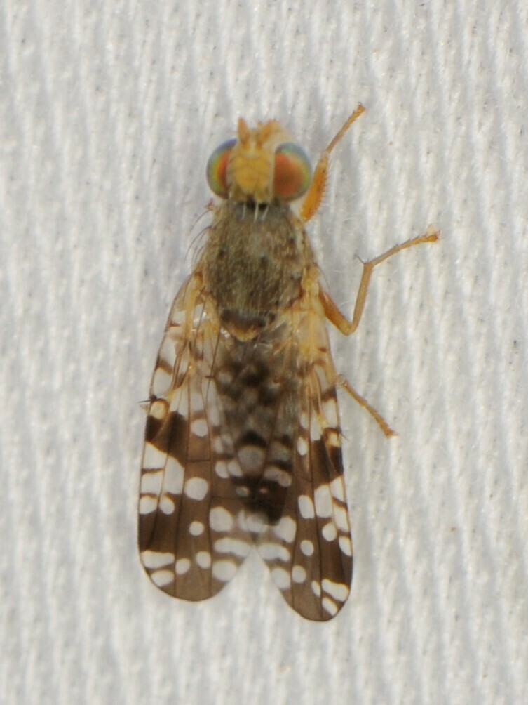 Sunflower Seed Maggot in July 2023 by Elliott Gordon · iNaturalist