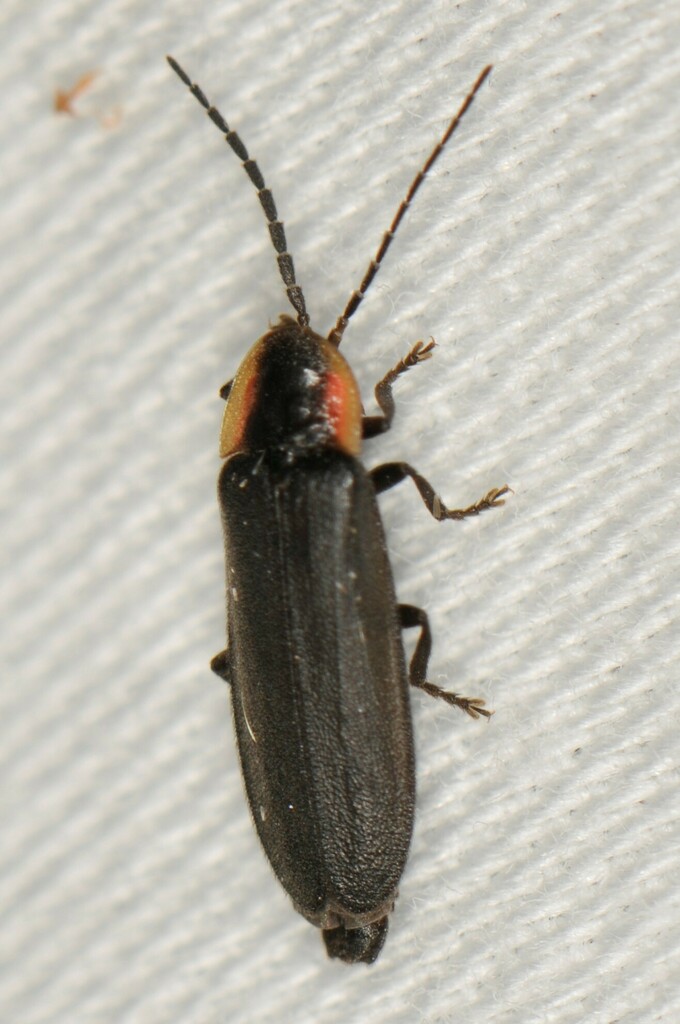 Pyropyga in July 2023 by Elliott Gordon. A real life firefly in my ...