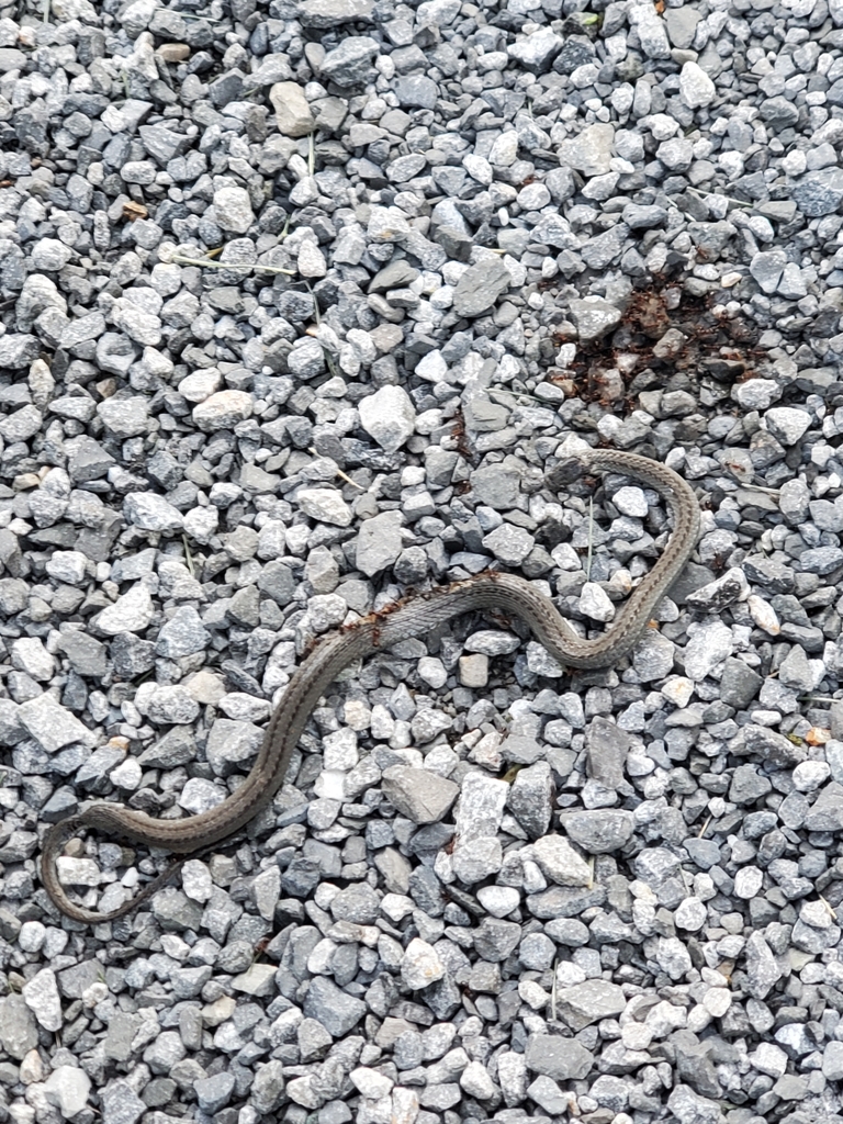 Red-bellied Snake from Mustoe, VA USA on August 12, 2023 at 07:06 PM by ...