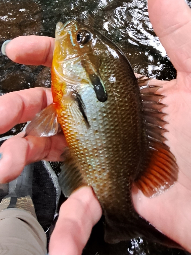 Redbreast Sunfish from Black River on August 12, 2023 at 12:24 PM by ...