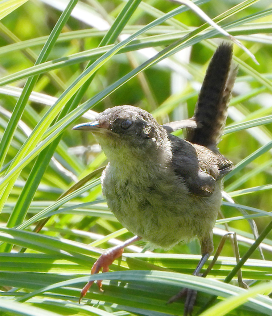 Marsh Wren from FSSP Swash Lake on August 12, 2023 at 10:48 AM by ...