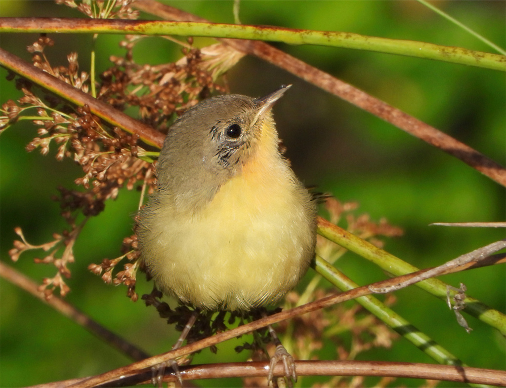Common Yellowthroat from Airport Lane at Hansen Creek on August 12 ...