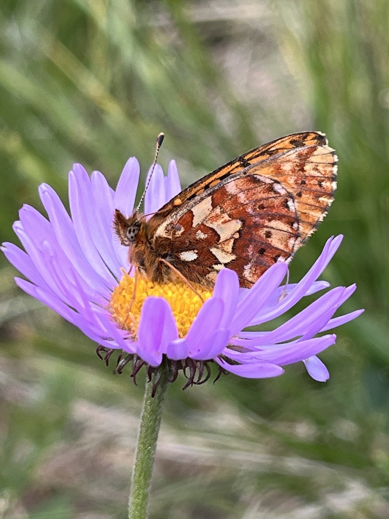 Arctic Fritillary from Grand Mesa Uncompahgre and Gunnison National ...