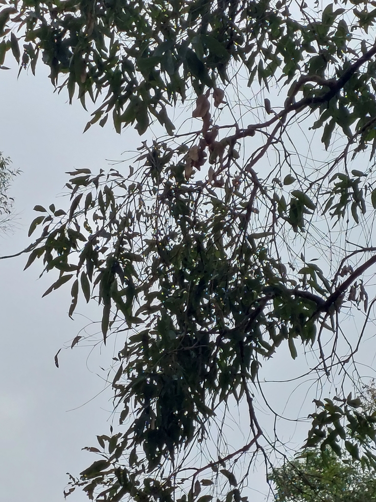 Rough-barked Apple from Dangar Island NSW 2083, Australia on August 13 ...